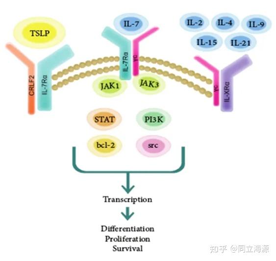 IL-7：一种可能被低估的肿瘤治疗利器 - 知乎