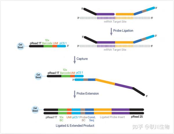 FFPE单细胞测序是什么？如何挽救冻存样本？ - 知乎