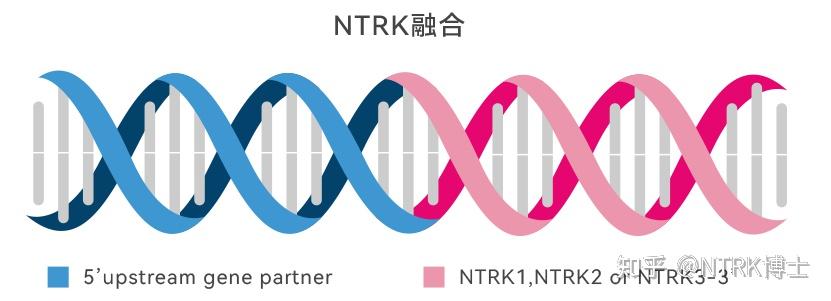 什么是NTRK基因融合？ - 知乎