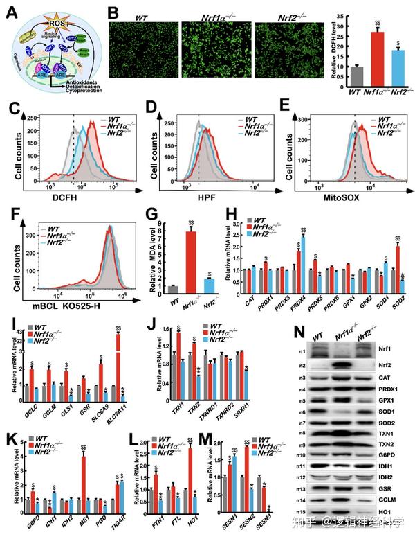专家点评 Redox Biol︱Nrf1是维护细胞线粒体稳态而不可或缺的一个氧化还原决定因子 - 知乎
