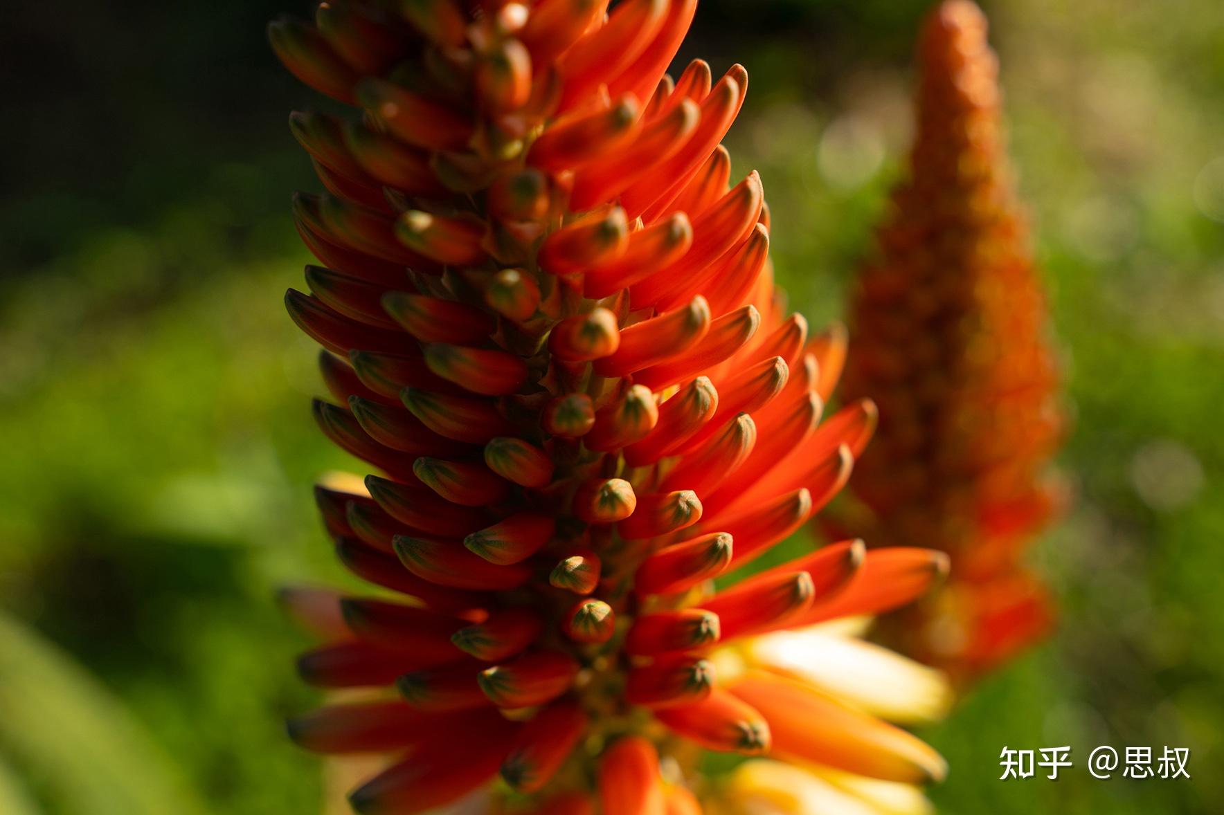 索尼2070G和腾龙1750如何选择？ - 知乎