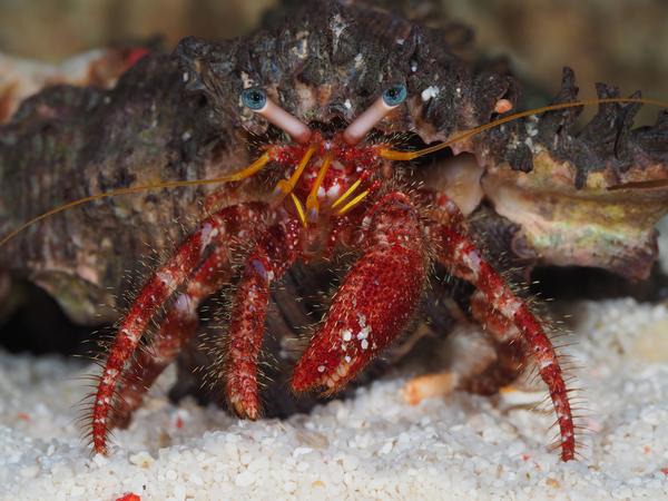 中国海寄居蟹总科图鉴 - 知乎