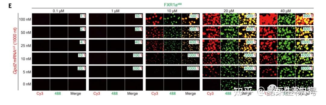 FXR1的LLPS通过激活储存的mRNA的翻译来驱动精子发生 - 知乎