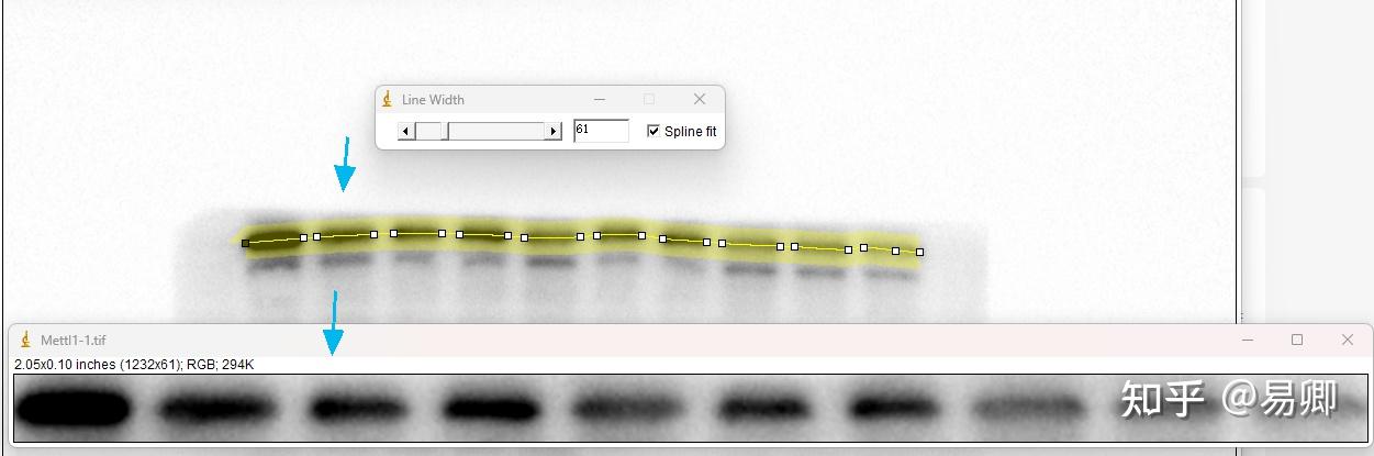 一文读懂！Image J与WB图像的处理与分析 - 知乎