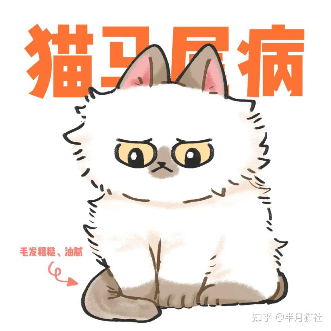 科普——猫咪为什么会黑下巴及处理方法 知乎
