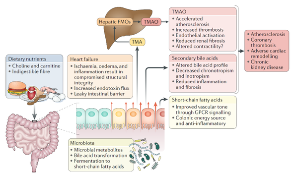文献分享丨Nat Rev Cardiol肠道菌群与心衰 - 知乎
