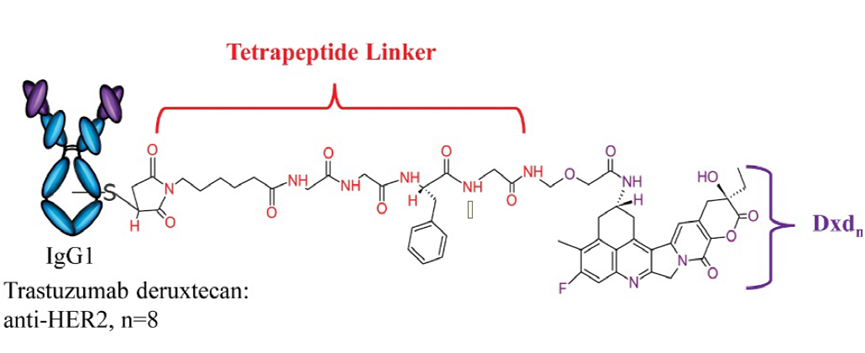 ADC药物DS8201的linker与payload全球专利布局分析|Enhertu抄作业 - 知乎