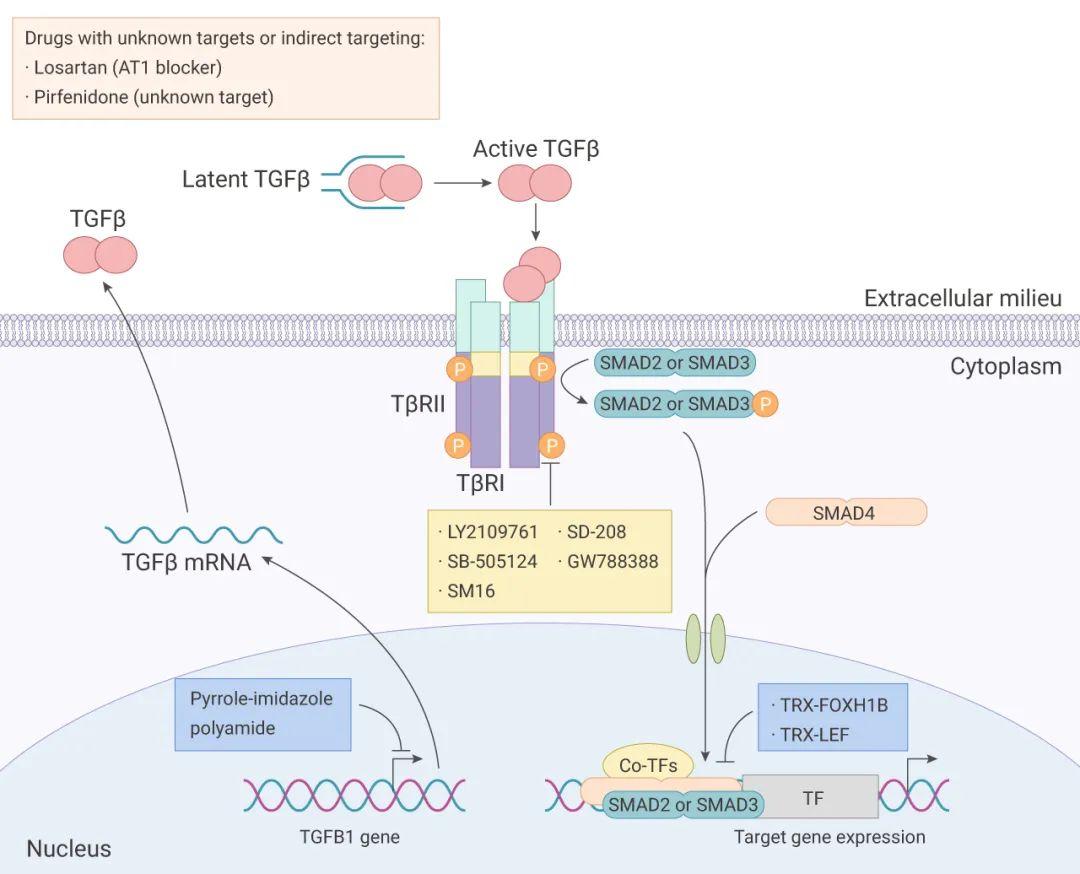 靶向 TGF-β 信号通路 | MedChemExpress - 知乎