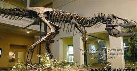 【转】霸王龙头骨较完整个体一览 - 知乎