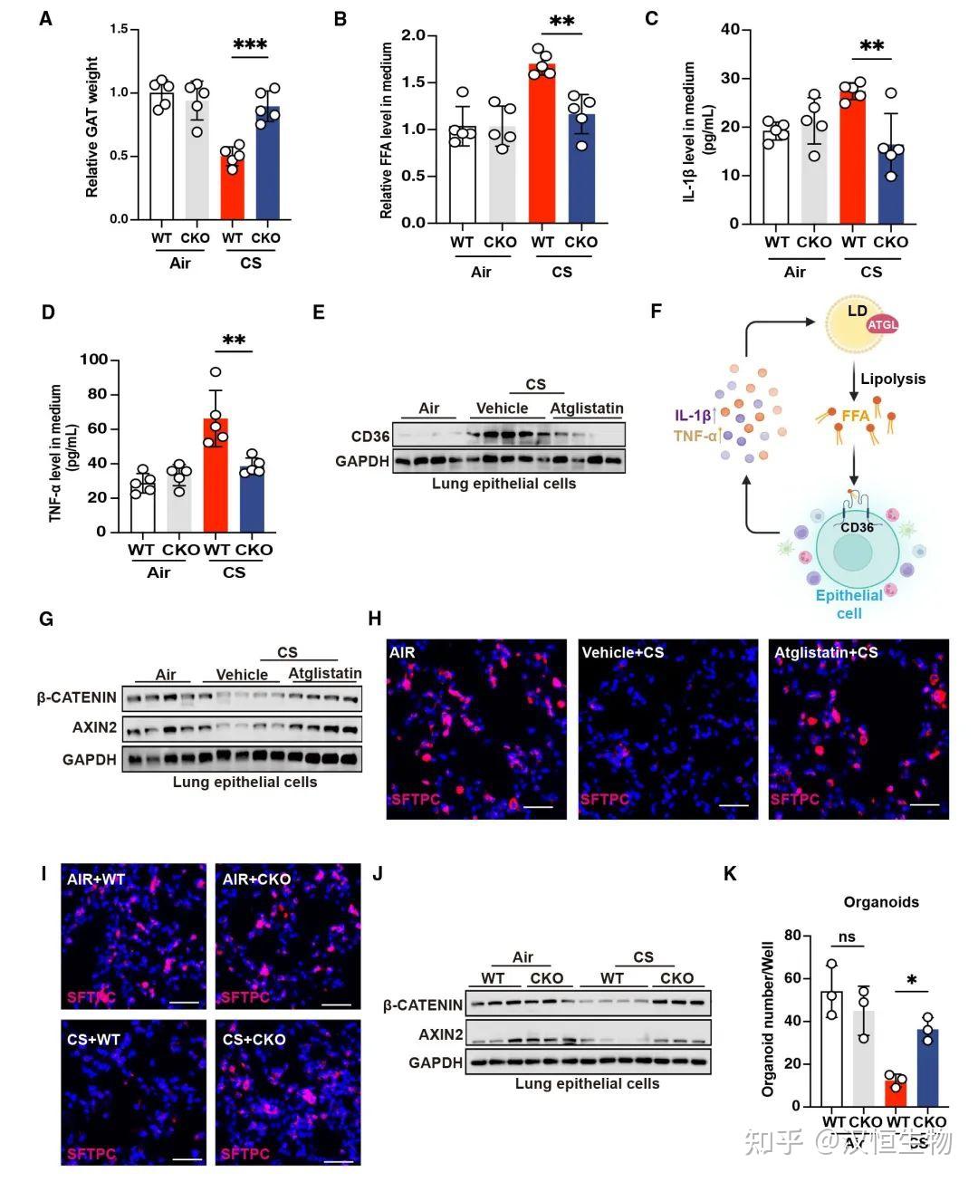Cell Rep Med | 河南中医药联合武大研究团队发现潜在靶点：CD36 - 知乎