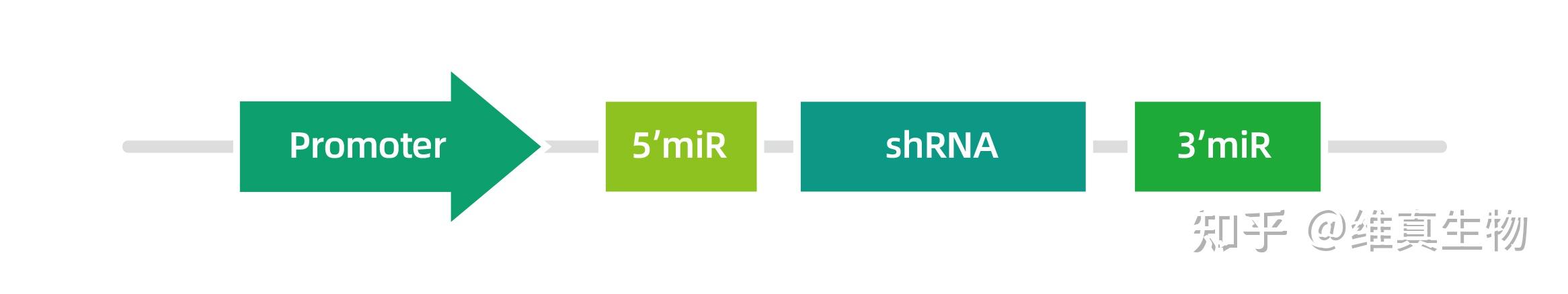 shRNA设计原则是什么？ - 知乎