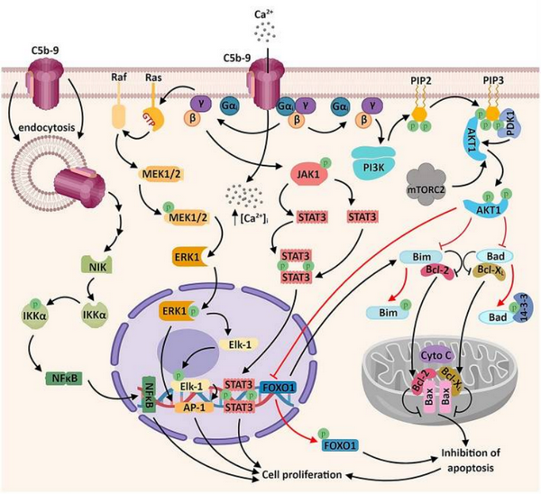 【Biorbyt产品专题】补体末端C5b-9复合物 | 抗肿瘤&肿瘤促进作用 - 知乎