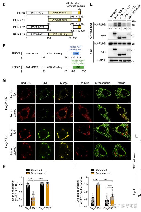 AMPK通过调节Rab8a-Plin5互作促进脂滴线粒体互作 - 知乎