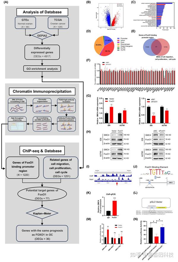 易基因：ChIP-seq等揭示FoxO1增加SMC4转录和METTL14介导m6A修饰以促进卵巢癌发展 | 肿瘤研究 - 知乎