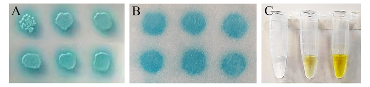 β-半乳糖苷酶活性检测法（ONPG法，酵母LacZ报告基因） - 知乎