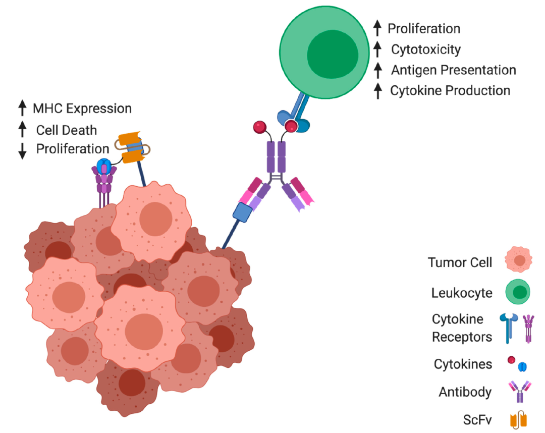 国内首家，信达生物PD-1/IL-2双抗获批临床 - 知乎