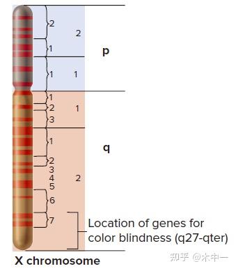 真核生物染色体之——2. 染色体结构及其压缩 - 知乎