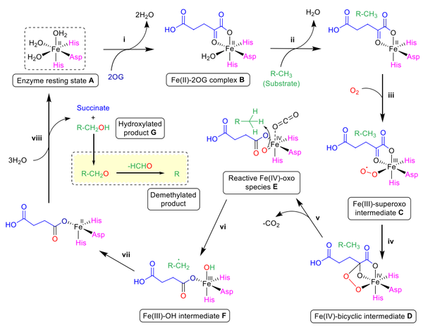 药物发现│抑制AlkB核酸脱甲基酶：表观遗传新靶点