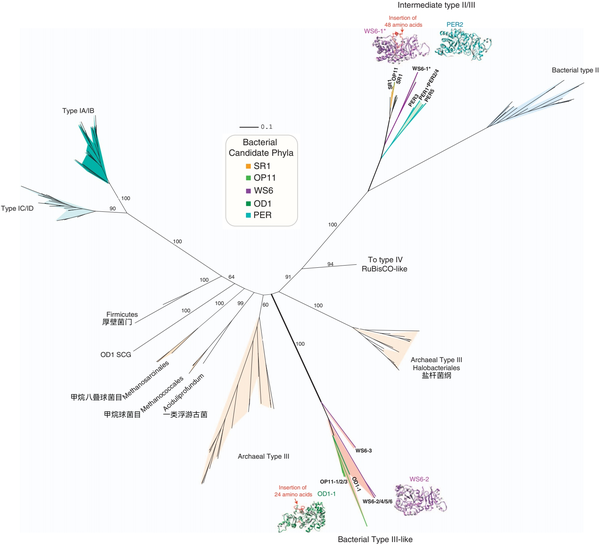 聊聊RuBisCO - 知乎