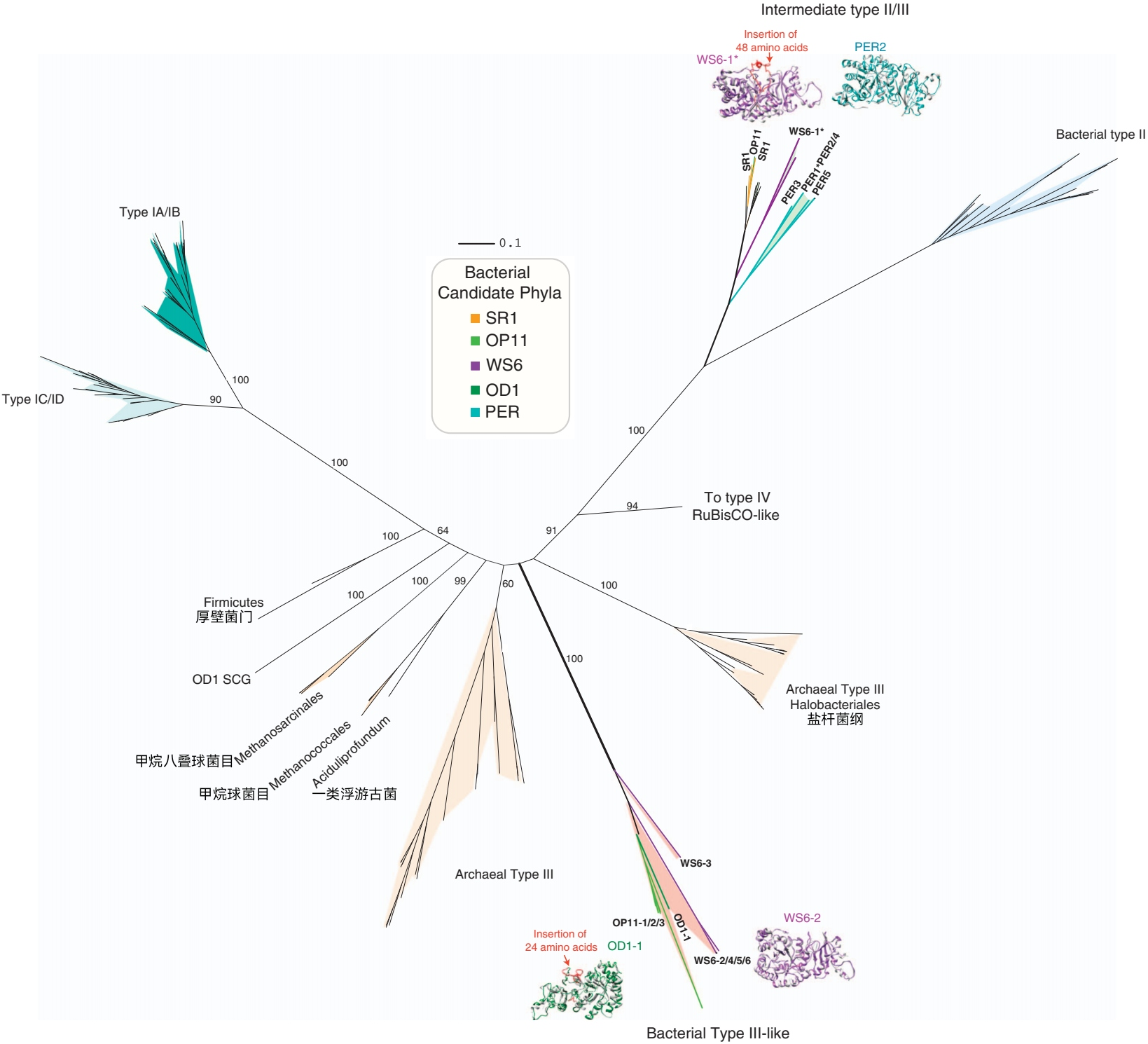 聊聊RuBisCO - 知乎