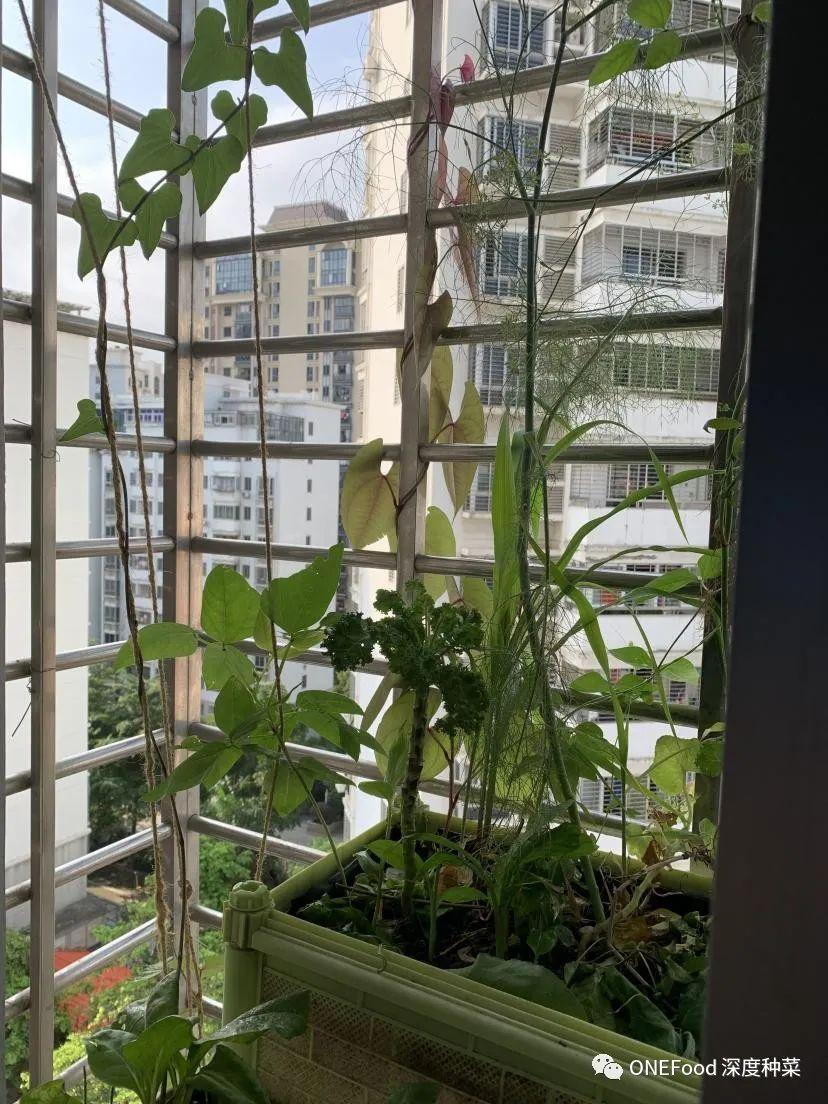 如何设计阳台小菜园？才能产出源源不断的食物 OLOF Bio-Garden Design - 知乎