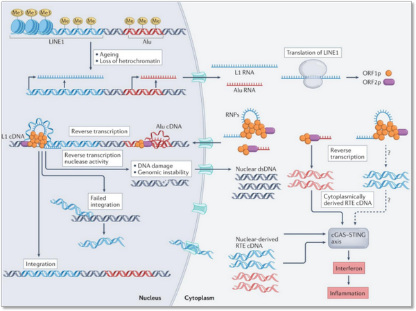 Nat Rev Immunol 综述 | 浙江大学医学院赵阳等评述衰老相关炎症中的DNA损伤和修复 - 知乎