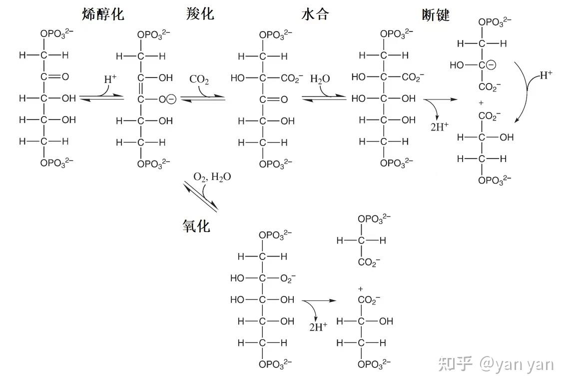 BIOLOGY｜关于Rubisco酶的结构与功能 - 知乎