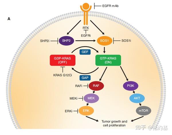 常见的致癌基因“KRAS” - 知乎