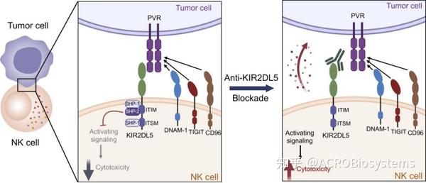 NK细胞表面免疫检查点受体KIRs知多少 - 知乎