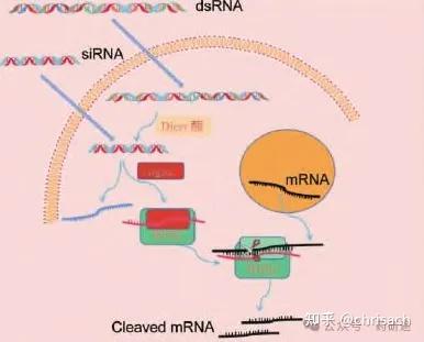 慢性乙型肝炎治疗药物 | 小干扰核酸药物BW-20507注射液已在全球多地开展临床1期试验 - 知乎
