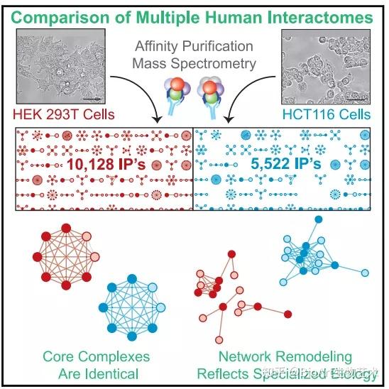 Cell | 大规模蛋白质相互作用组揭开人类细胞特异性相互作用网络 - 知乎
