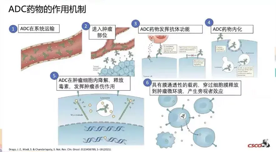 2021CSCO ADC专场：五大癌肿ADC综述，开启肿瘤新一轮药物时代！ - 知乎