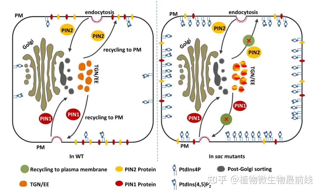 New Phytologist | 植物所科研人员在磷酸肌醇和生长素介导的植物发育中取得进展 - 知乎