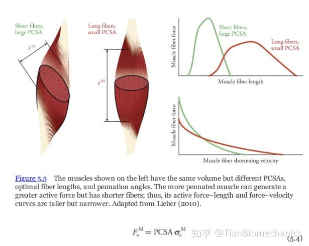 生物力学书籍-《Biomechanics of Movement》-Muscle Architecture and Dynamics - 知乎