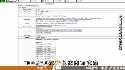 E0771细胞培养，小鼠髓样乳腺癌细胞培养攻略 - 丰晖生物 - 知乎