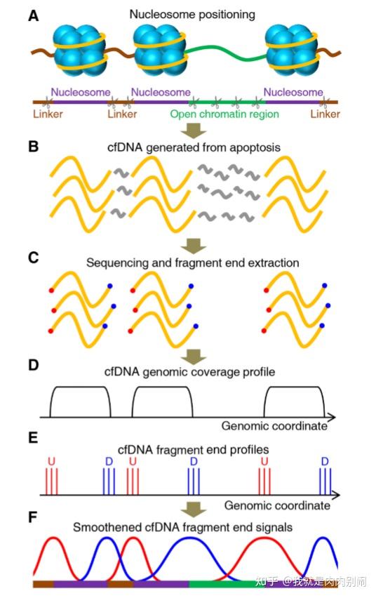 cfDNA组织溯源——OCF（定向感知cfDNA片段化）分析 - 知乎