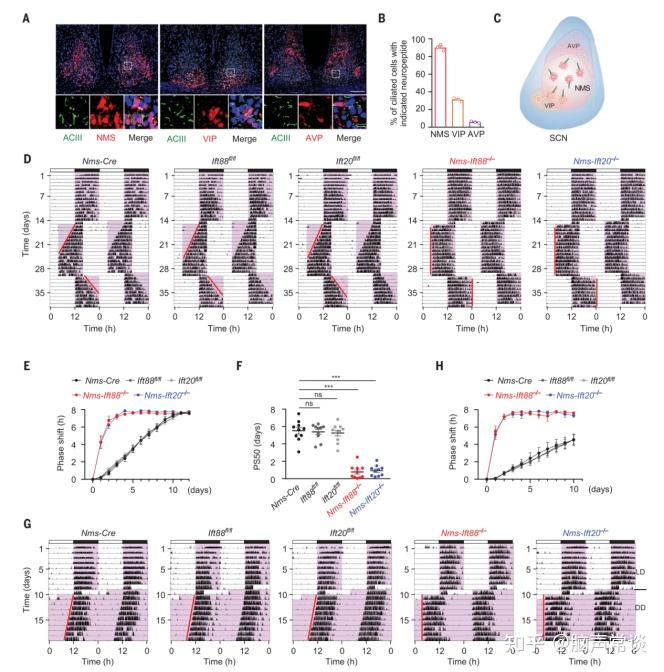 Science | 生物钟研究新进展！军事医学研究院李慧艳和张学敏团队发现大脑SCN神经元的初级纤毛是调控机体节律的细胞器 - 知乎