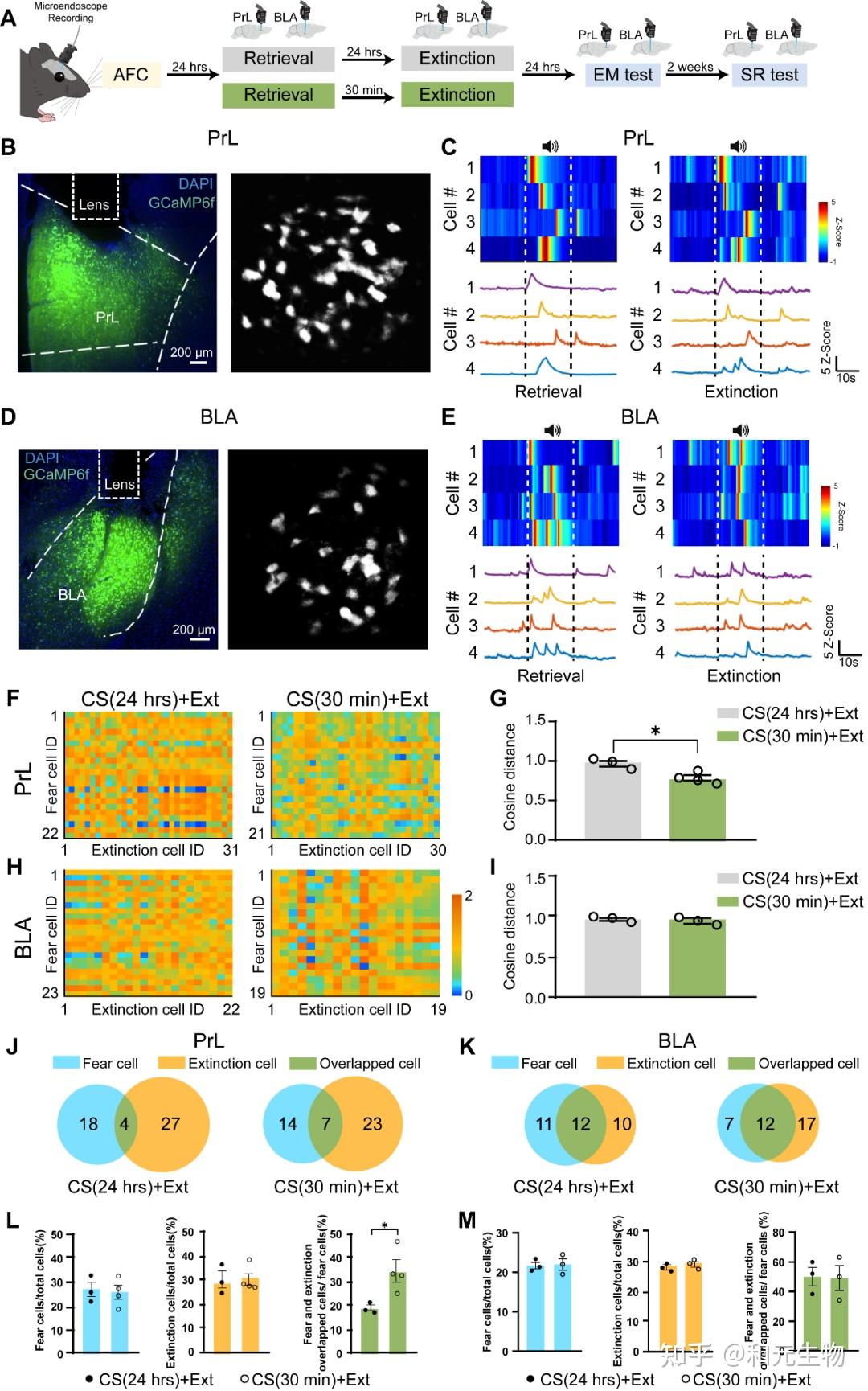 Science子刊：山大陈哲宇团队发现恐惧记忆擦除中记忆印迹细胞的编码新机制 - 知乎
