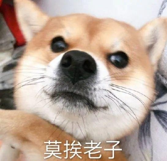 狗狗表情包系列+1 - 知乎