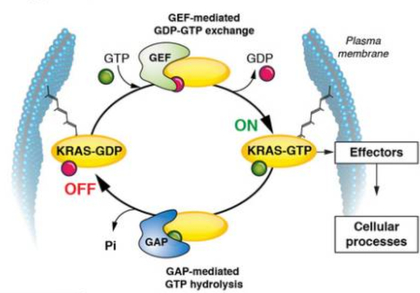 KRAZATI（Adagrasib）美国获批上市，KRAS G12C患者的福音 - 知乎