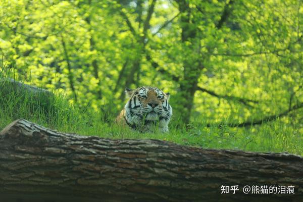 不想独立的小老虎 知乎