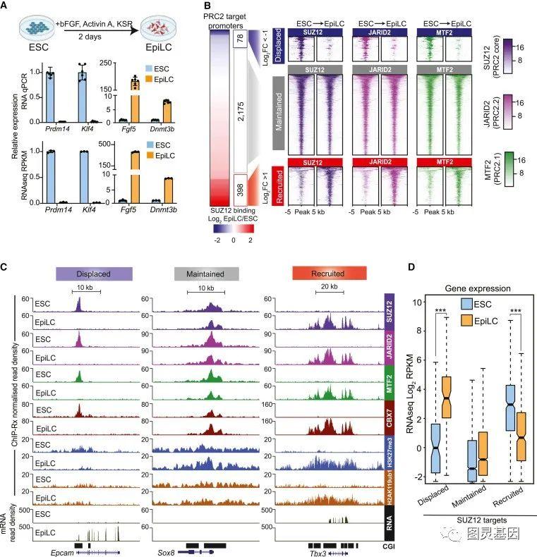 Mol Cell | 干细胞领域新突破：建立细胞身份新机制有望影响癌症治疗 - 知乎