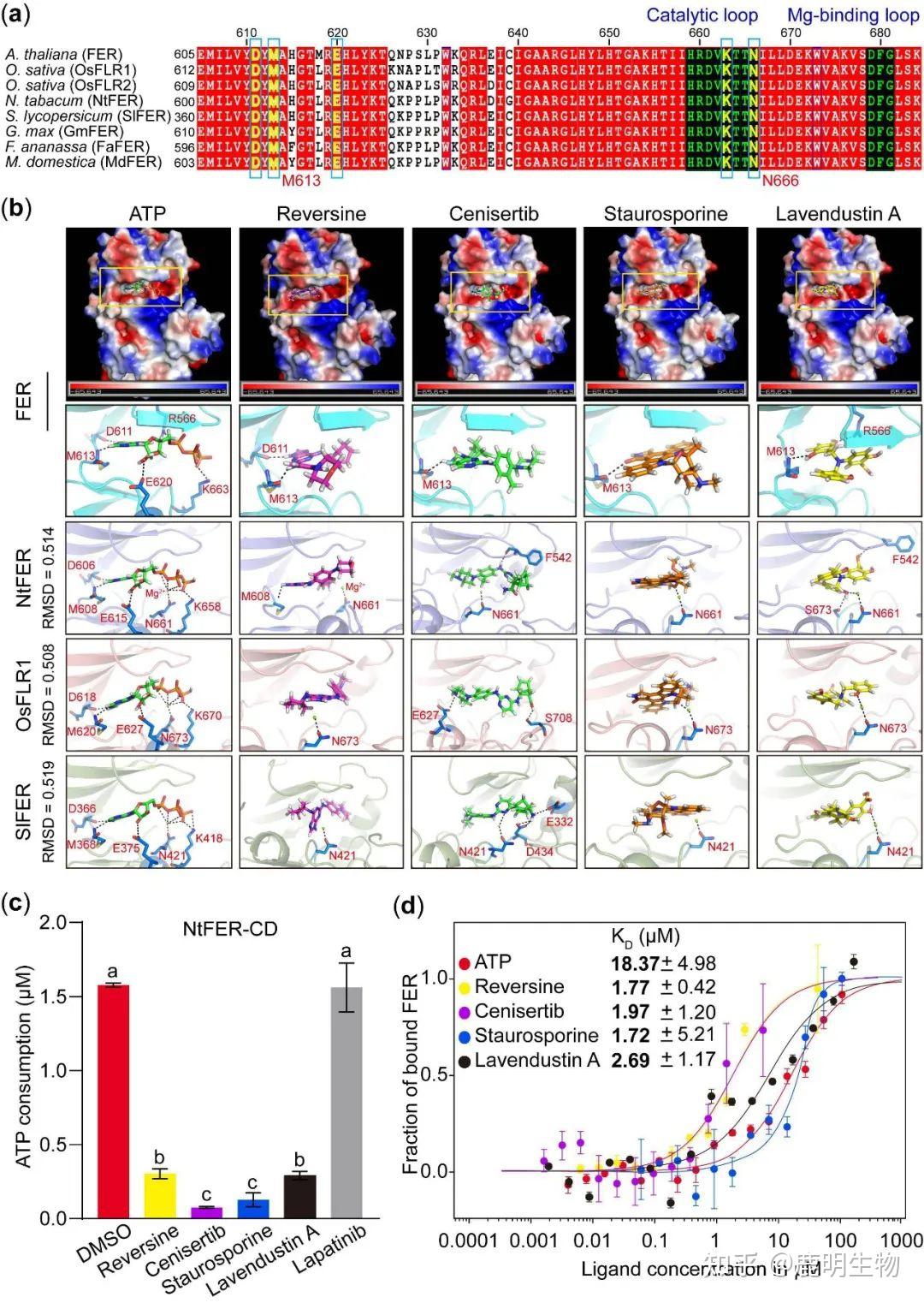化学小分子通过抑制受体激酶FERONIA提高植物土传病害抗性 - 知乎