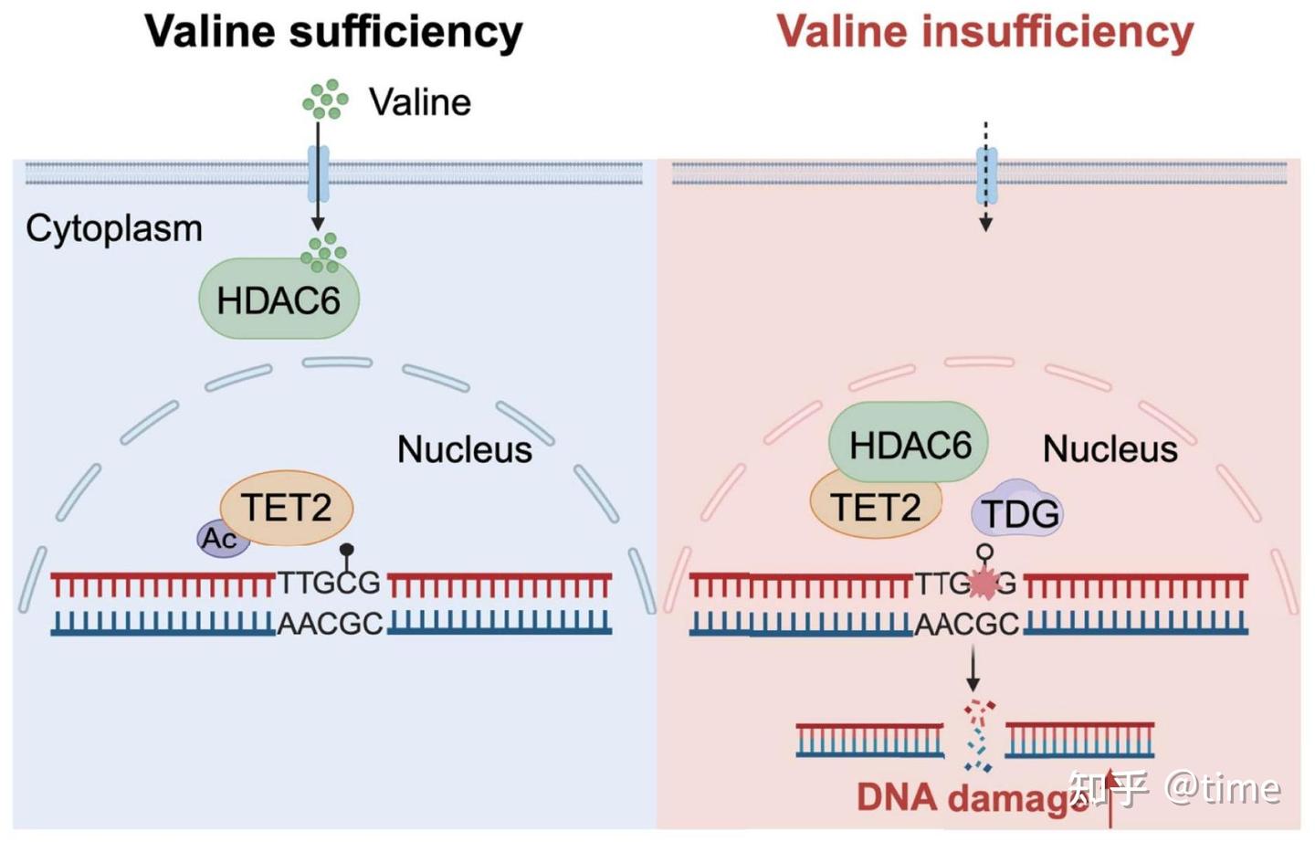 文献分享 | Nature：人类HDAC6感知缬氨酸丰度以调控DNA损伤 - 知乎