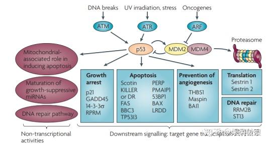 一篇综述读懂m6A RNA甲基化与肿瘤信号通路之间的联系 - 知乎
