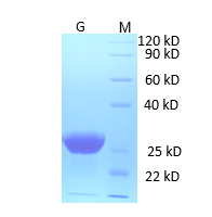 重组蛋白A/G/L(Protein A/G/L)的区别对比 - 知乎