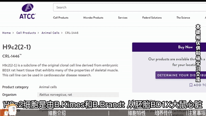 H9c2细胞培养，大鼠胚胎心肌细胞培养攻略-丰晖生物 - 知乎