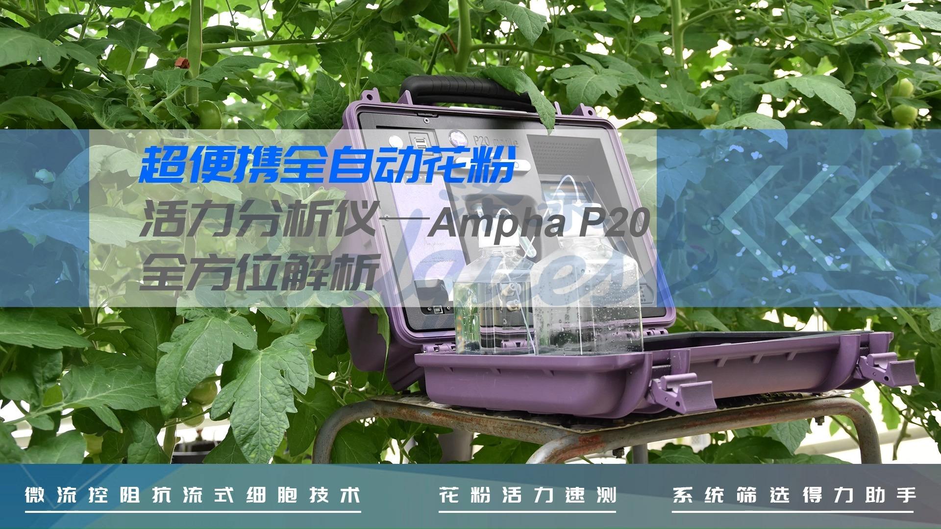 案例分享｜花粉活力分析仪在十字花科植物中的应用 - 知乎