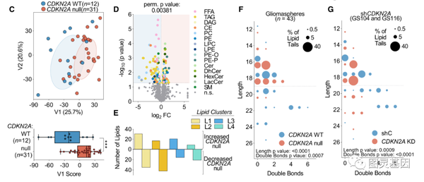 Can Cell | CDKN2A基因缺失重塑脂质代谢，诱发胶质母细胞瘤铁死亡 - 知乎