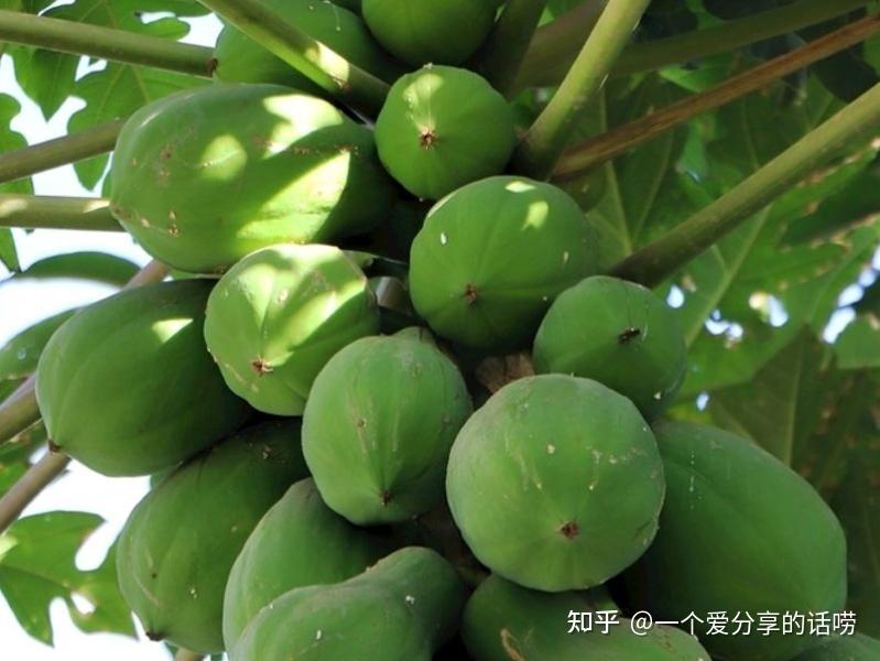 怀孕期间哪些水果不能乱吃?准妈妈一定要记下来 知乎